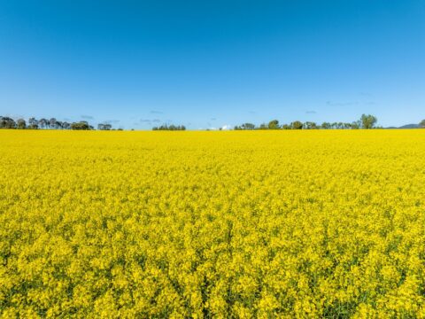 Canola Biofuel Market - AgTrace Australia
